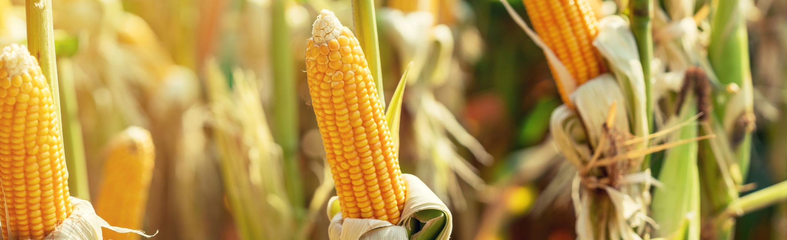 Kvalitet och Hållbarhet | Piwa Food